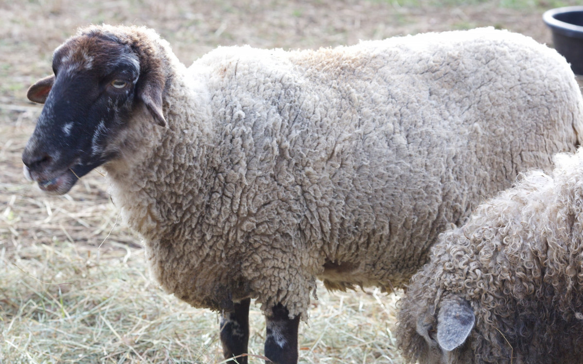 Sheep Shearing Demonstrations · George Washington's Mount Vernon